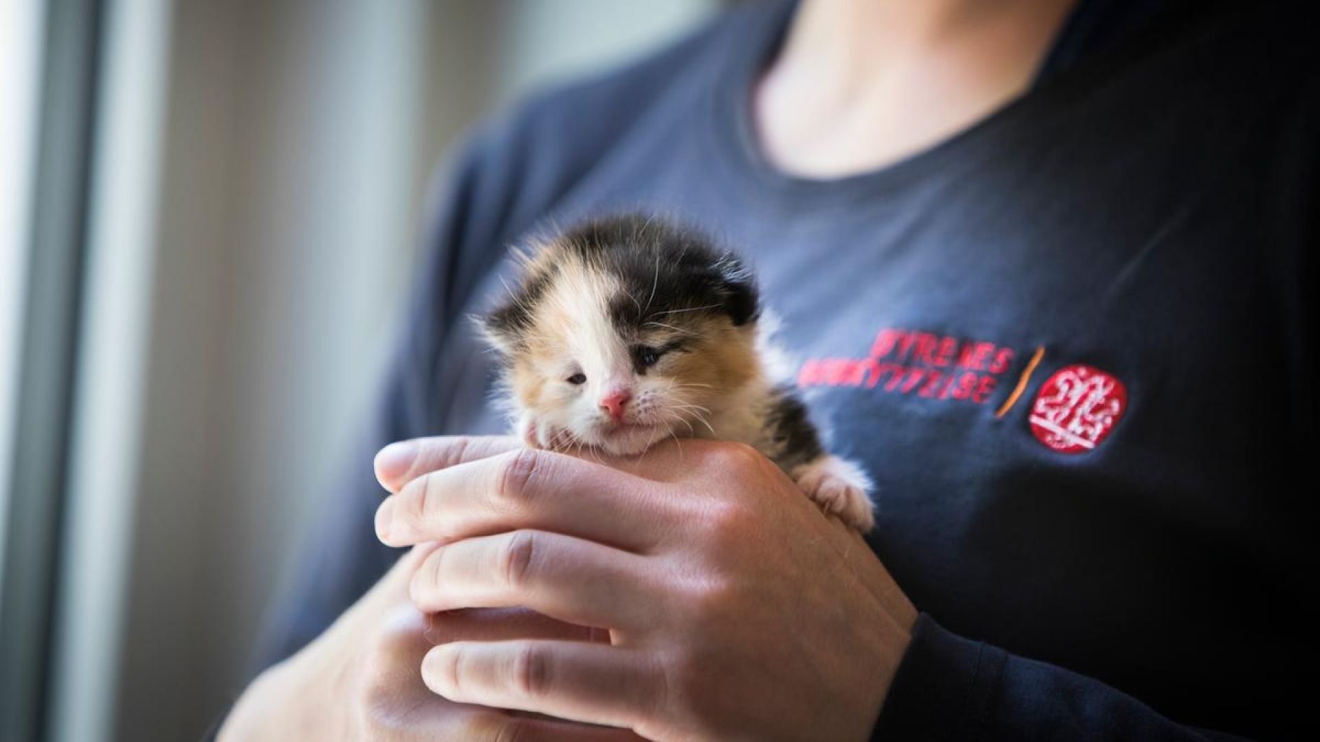 Løsningen på killinge-kaosset er ligetil | Dyrenes Beskyttelse